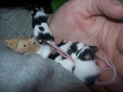 Let's Start a Revolution: Baby Mice at 2 Weeks Old
